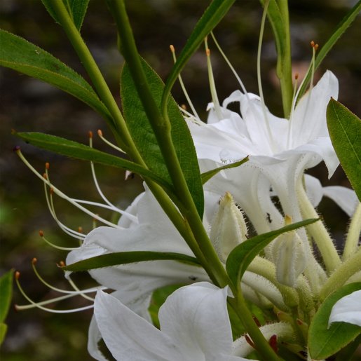 Rhododendron Viscosum Swamp Azalea | SiteOne
