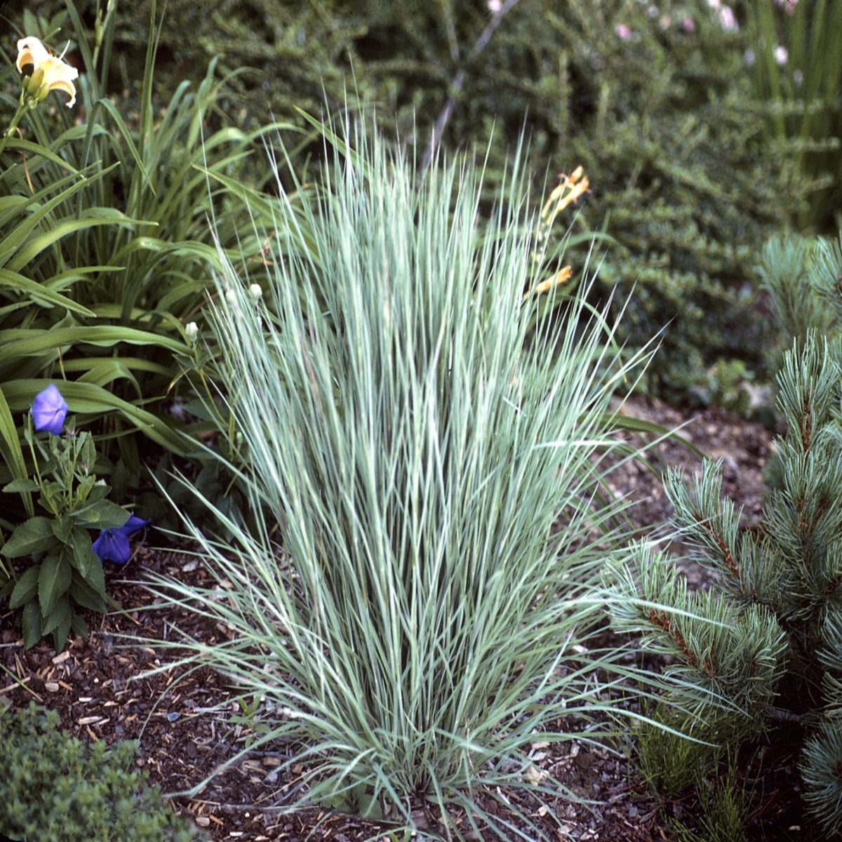 Schizachyrium Scoparium The Blues Little Bluestem Grass | SiteOne
