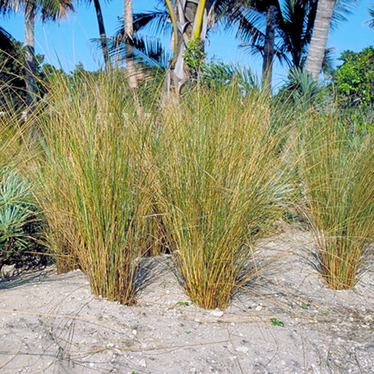 Spartina Bakeri Sand Cord Grass | SiteOne