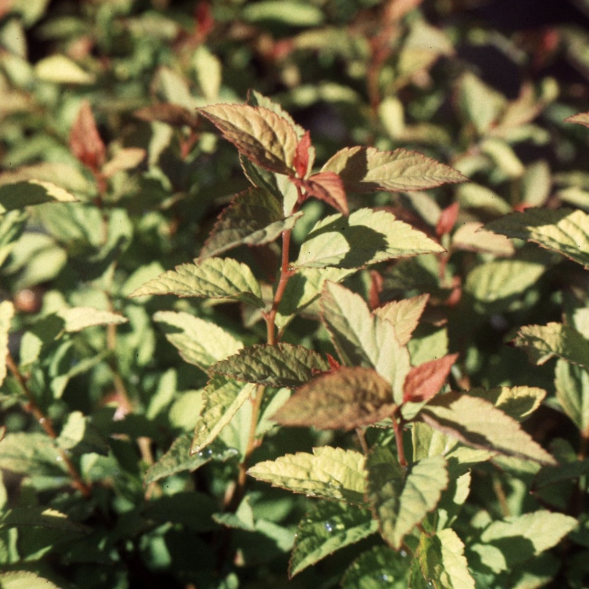 Spiraea X Bumalda Firelight Spirea | SiteOne