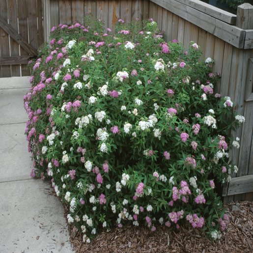 Spiraea Japonica Shirobana Spirea | SiteOne