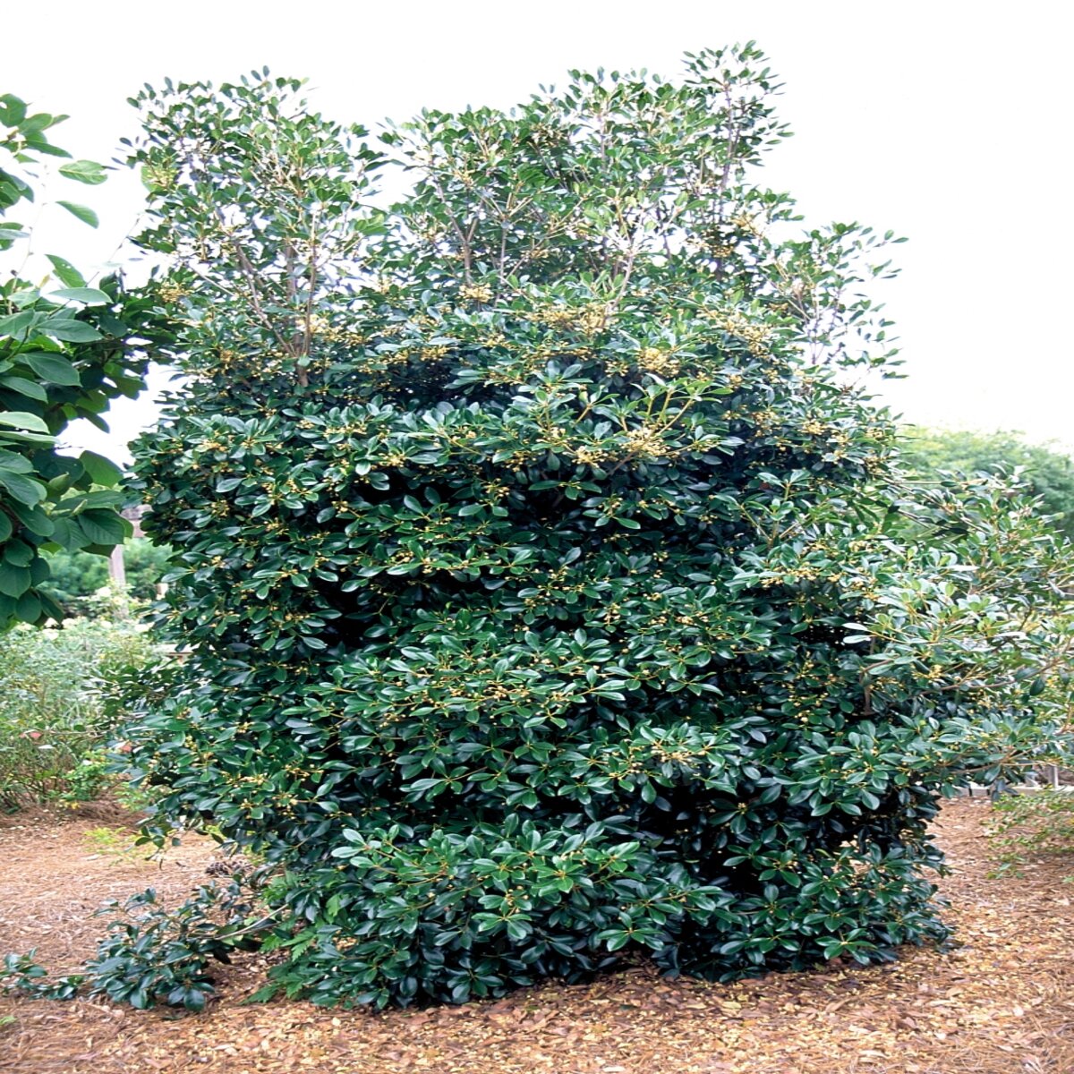 Ternstroemia Gymnanthera Cleyera | SiteOne