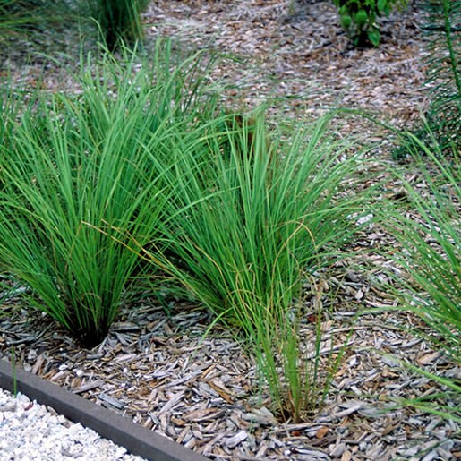 Tripsacum Floridanum Florida Dwarf Fakahatchee Grass | SiteOne