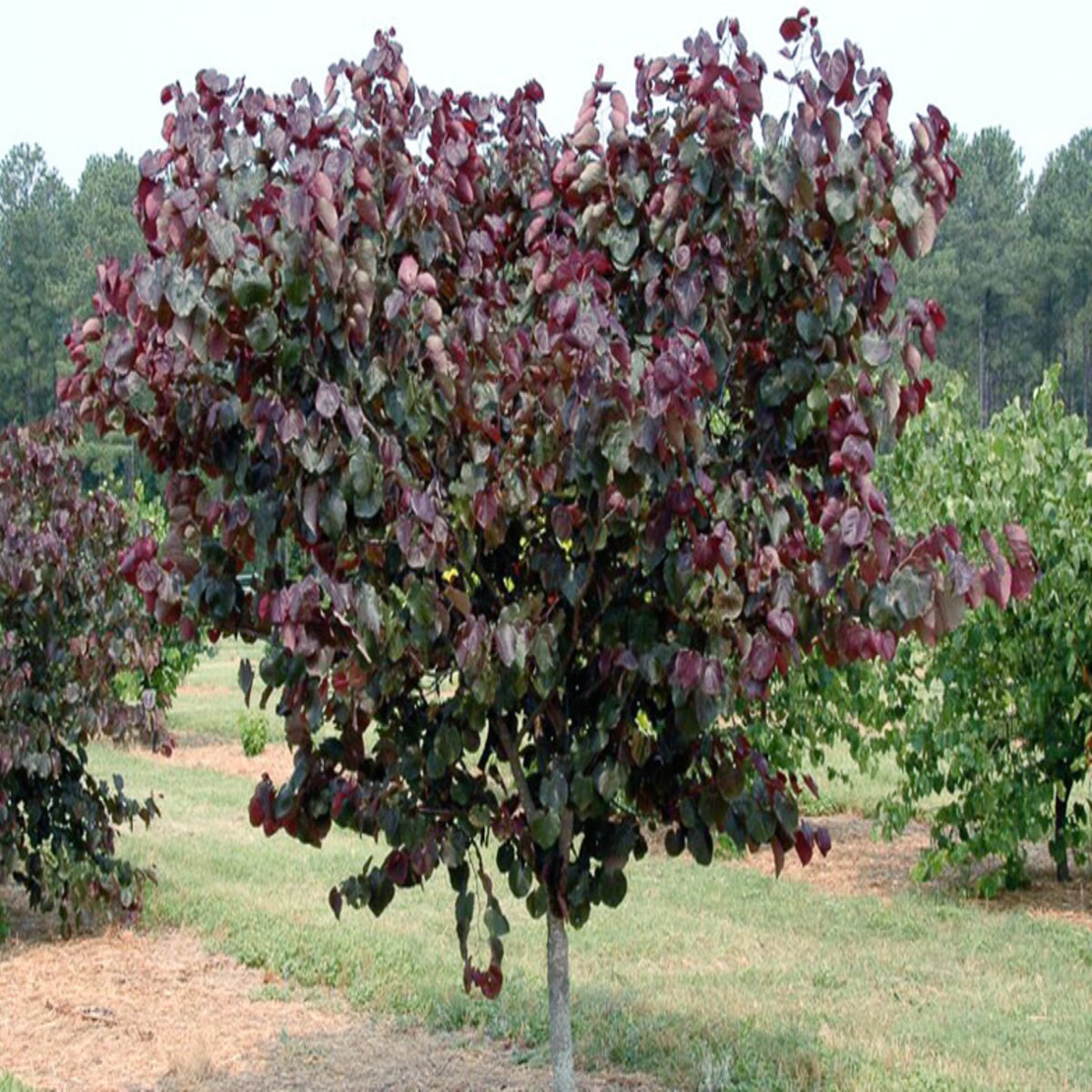 Cercis Canadensis Merlot Eastern Redbud | SiteOne