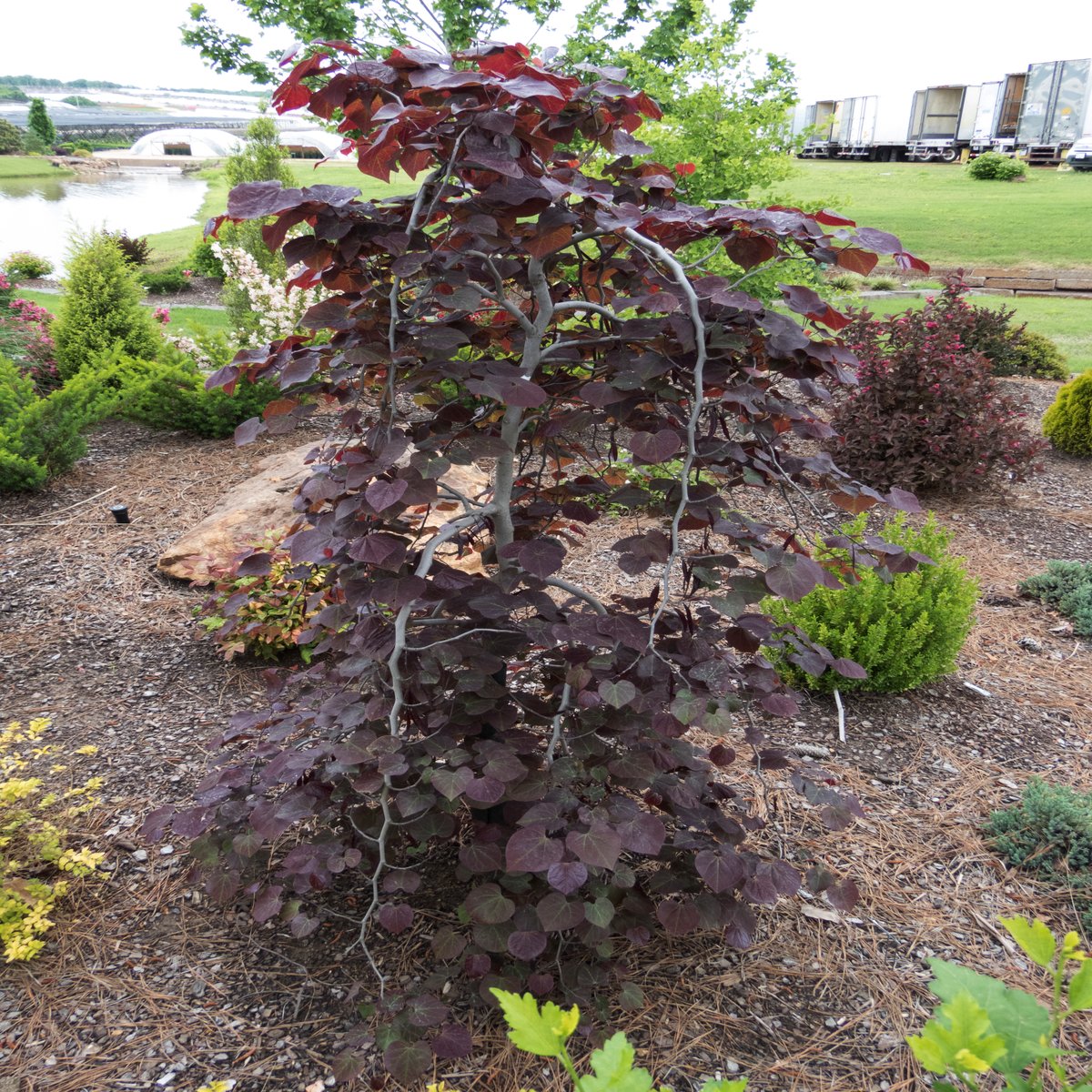 Cercis Canadensis Ruby Falls Weeping Eastern Redbud | SiteOne