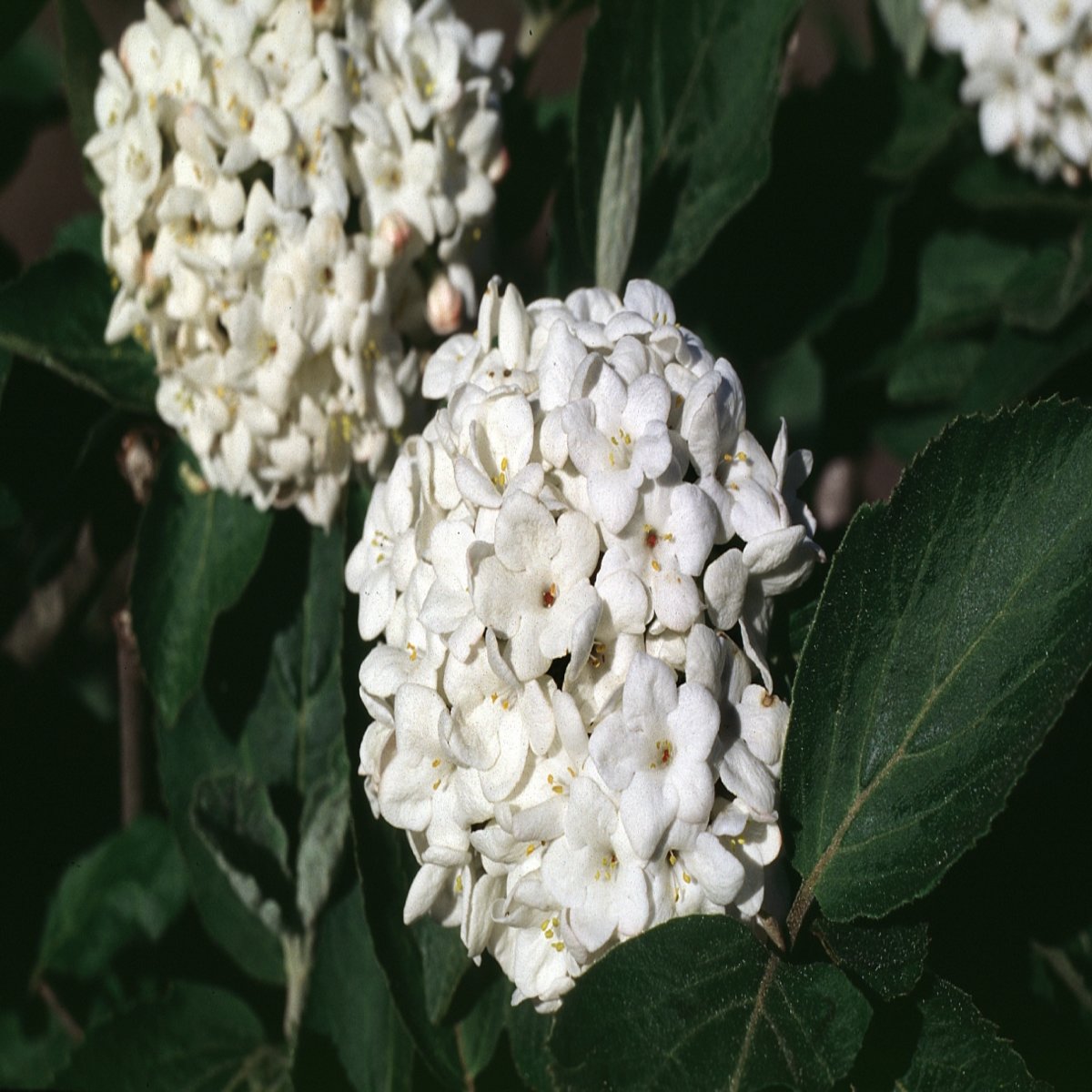 Viburnum X Carlcephalum Fragrant Snowball | SiteOne