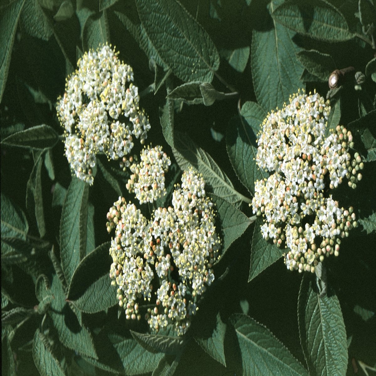 Viburnum Lantana Mohican Wayfaringtree Viburnum | SiteOne
