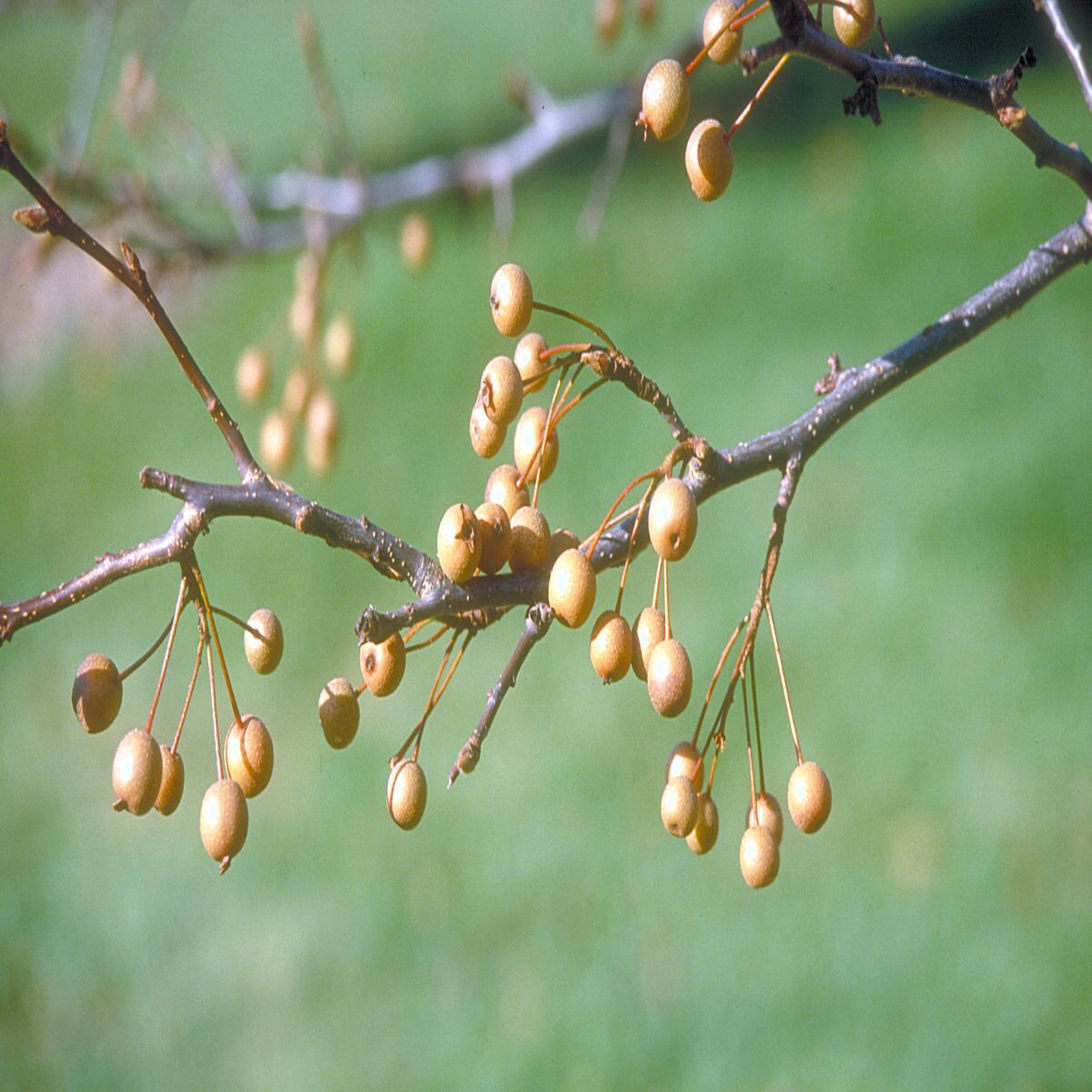 Pyrus Calleryana Autumn Blaze Flowering Pear | SiteOne