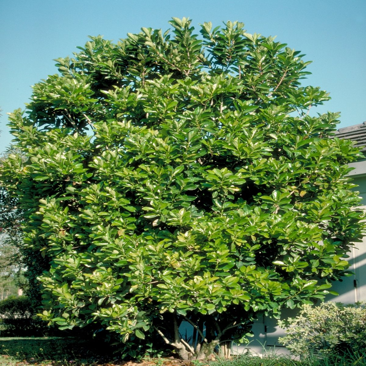 Viburnum Odoratissimum var. Awabuki Sweet Viburnum | SiteOne