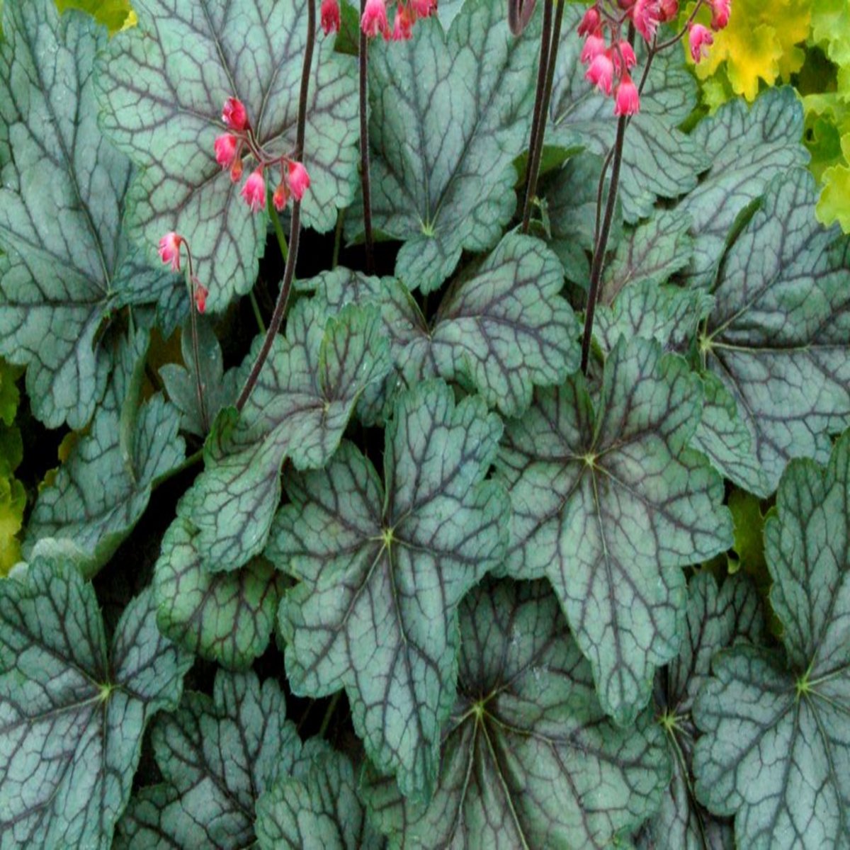 Heuchera X Peppermint Spice Coral Bells | SiteOne