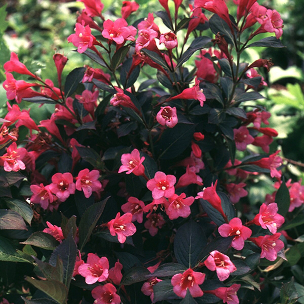 Weigela Florida Tango Weigela | SiteOne