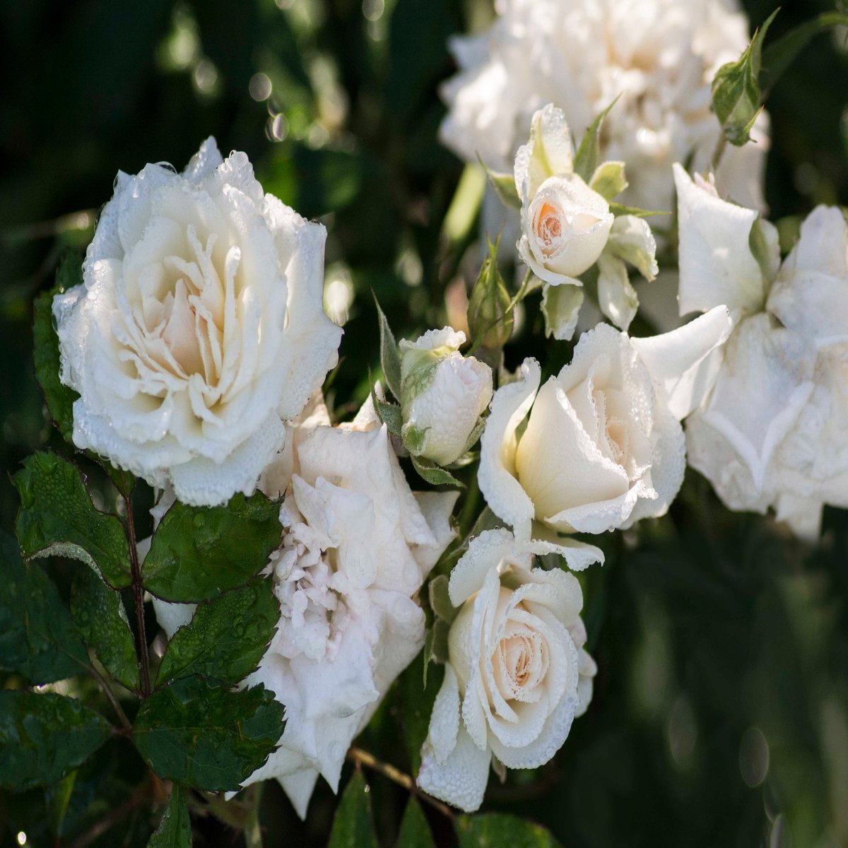 Rosa X White Drift Rose | SiteOne