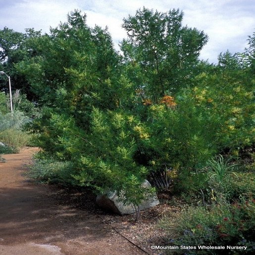 Rhus Lanceolata Prairie Sumac | SiteOne