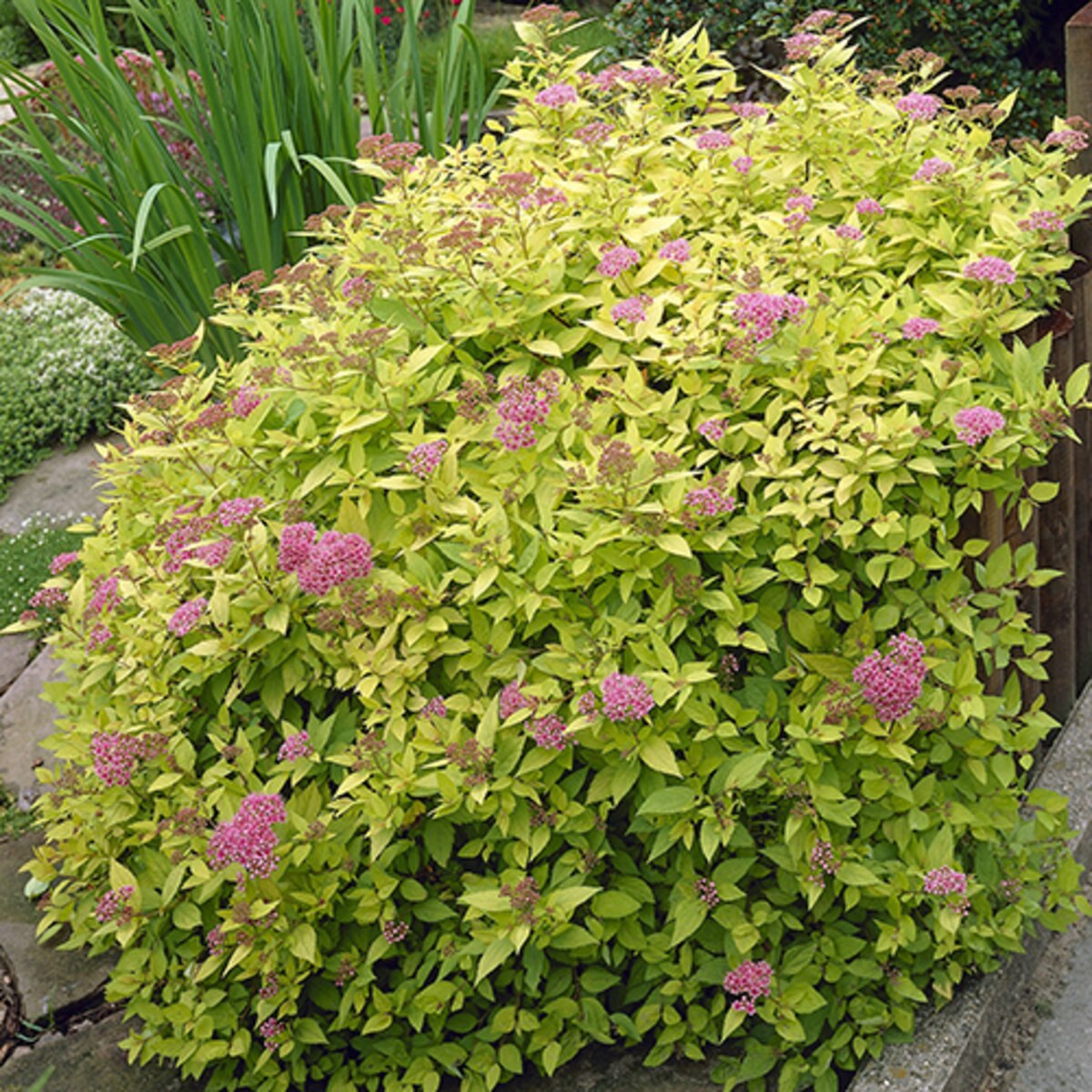 Spiraea X Bumalda Goldflame Spirea | SiteOne