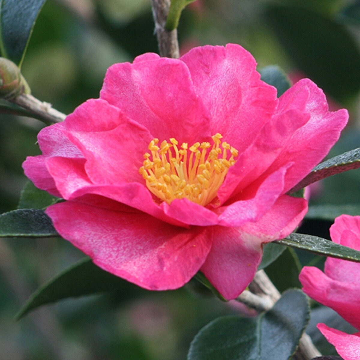 Camellia Sasanqua Kanjiro Camellia | SiteOne