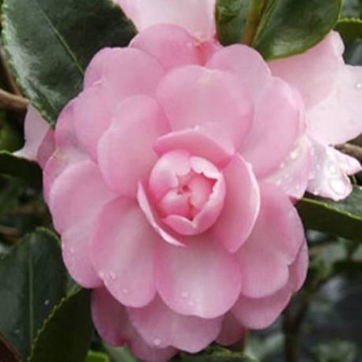 Camellia Sasanqua Pink Snow Camellia | SiteOne