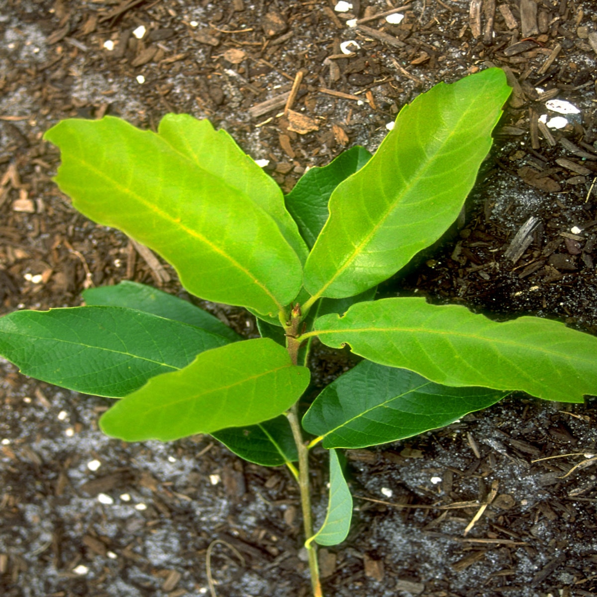 Quercus Polymorpha Mexican White Oak | SiteOne