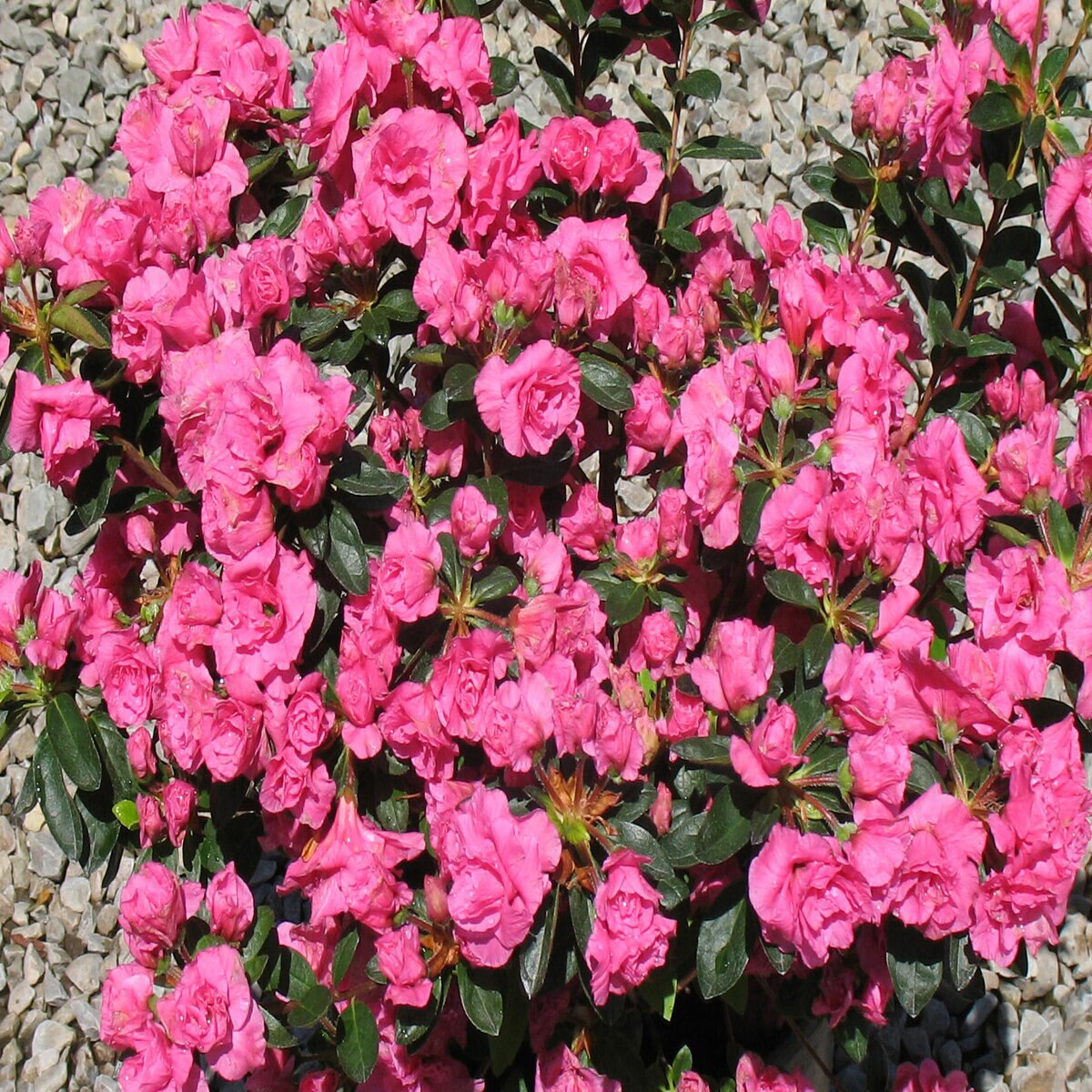 Rhododendron X Pink Ruffle Azalea | SiteOne
