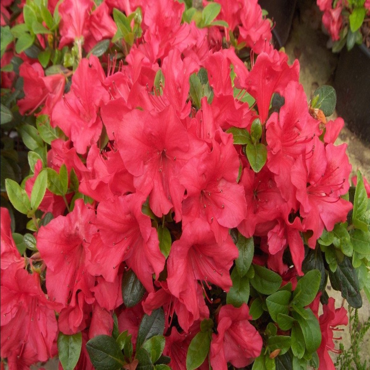 Rhododendron X Johanna Azalea | SiteOne