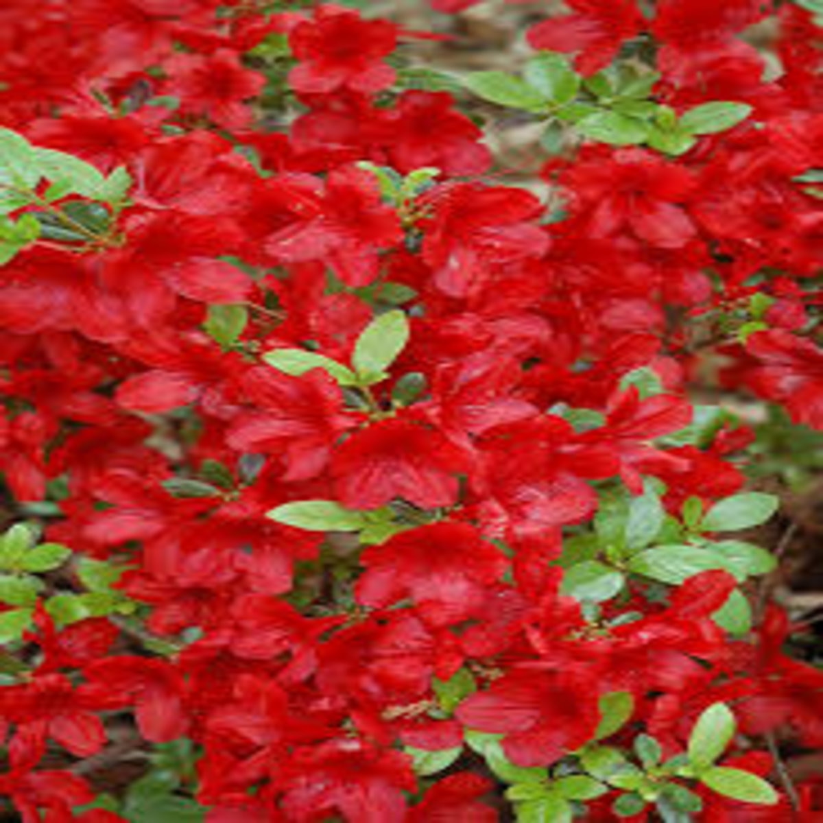 Rhododendron X Midnight Flare Azalea | SiteOne