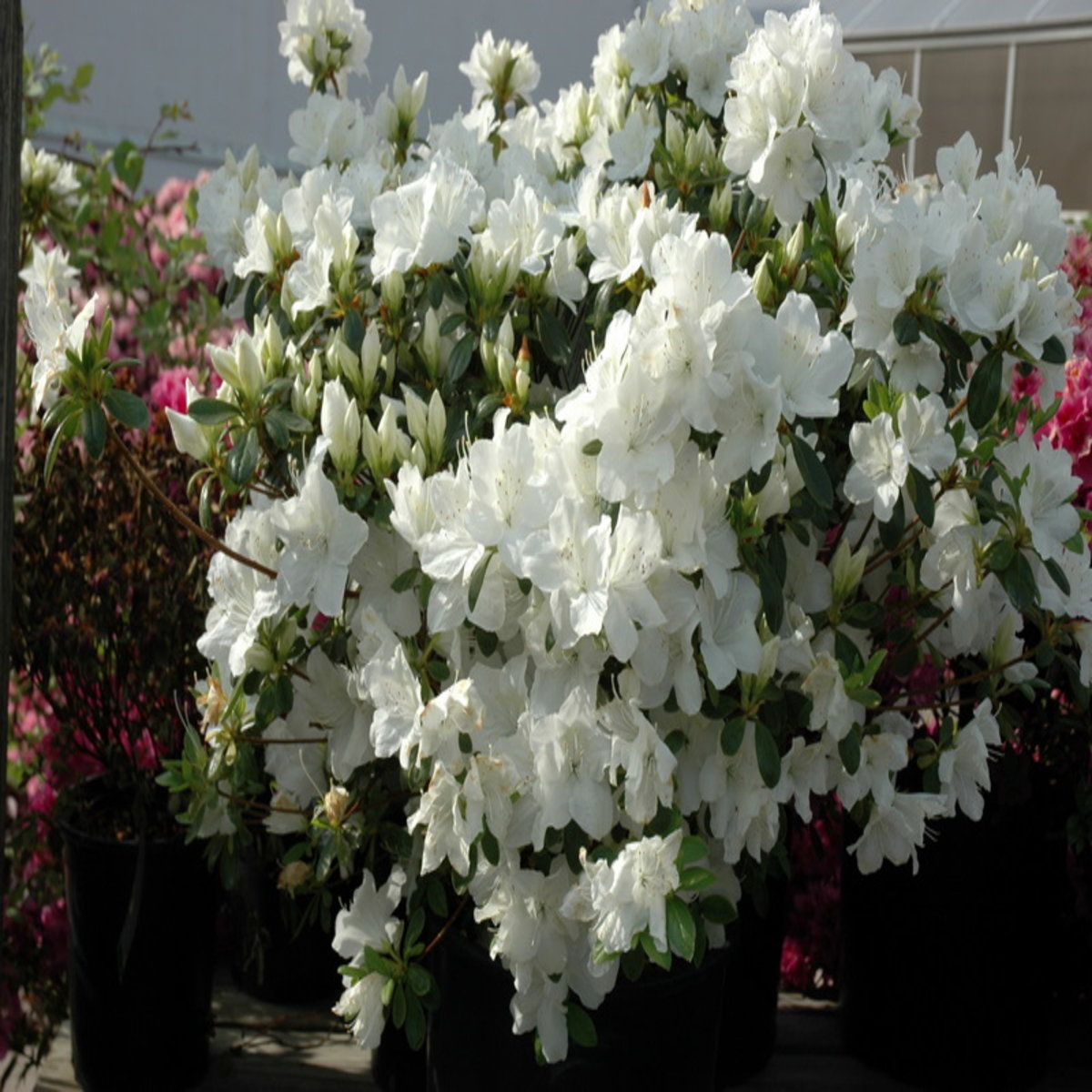 Rhododendron X Pleasant White Azalea | SiteOne