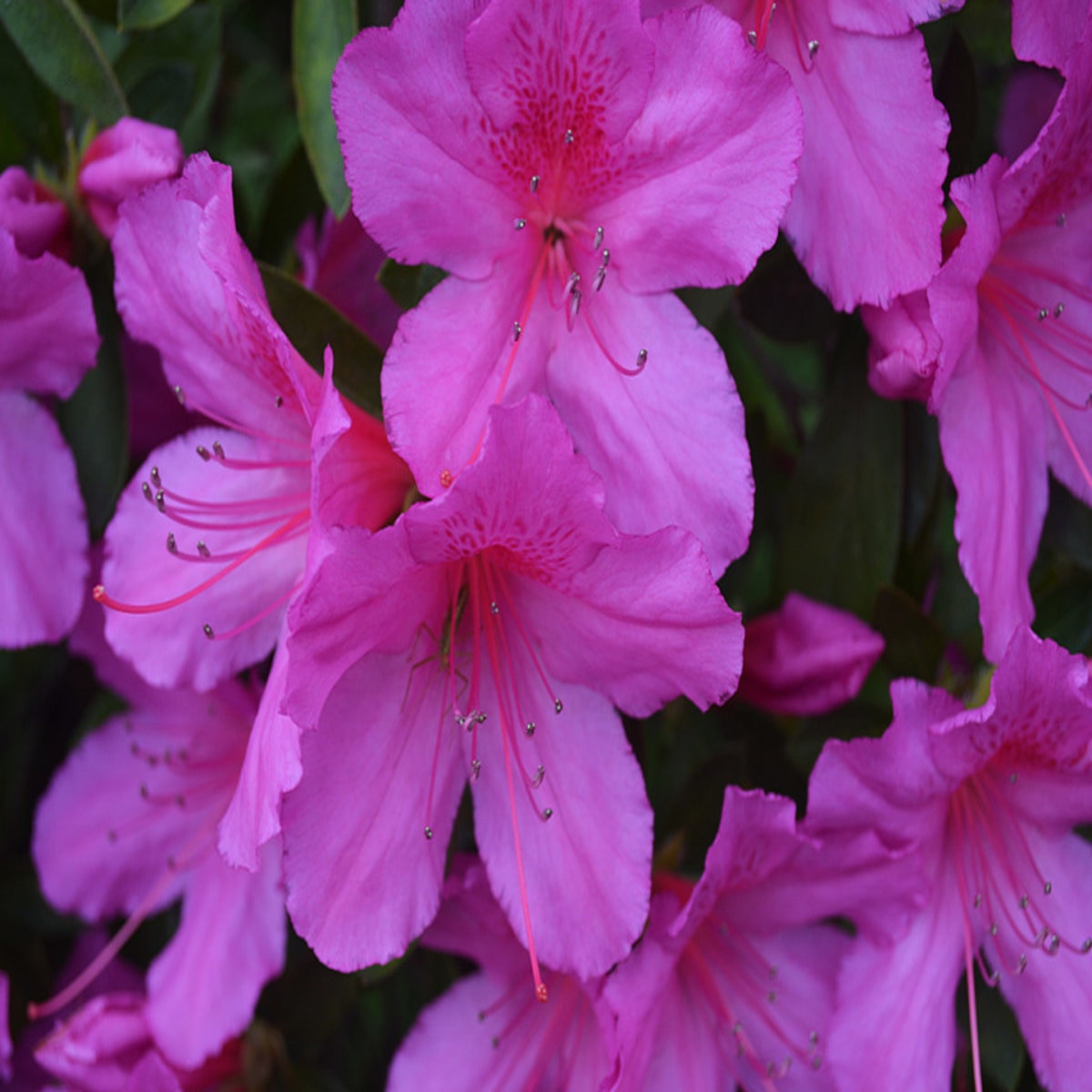 Rhododendron X Formosa Pink Azalea | SiteOne