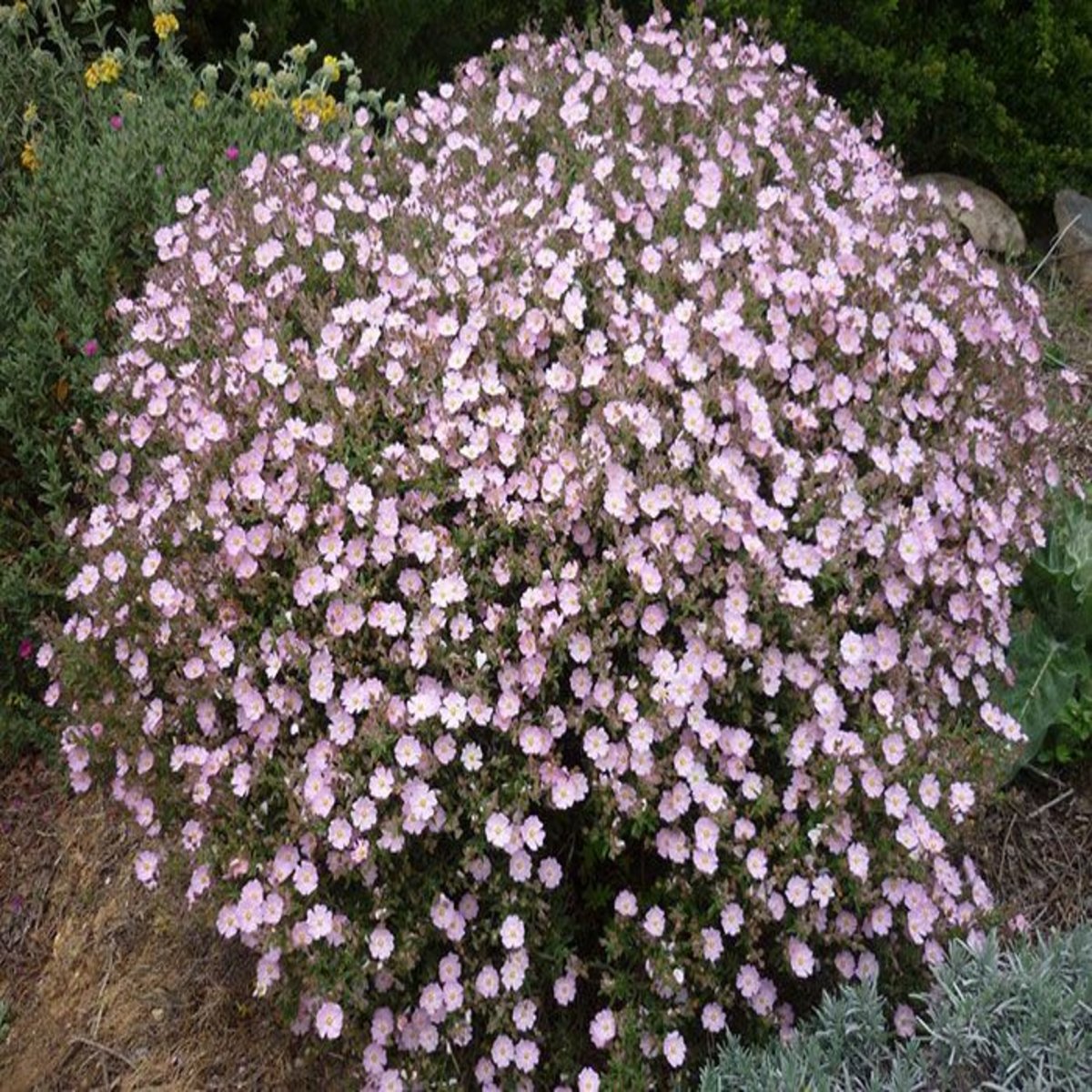 Cistus X Skanbergii Pink Rockrose | SiteOne