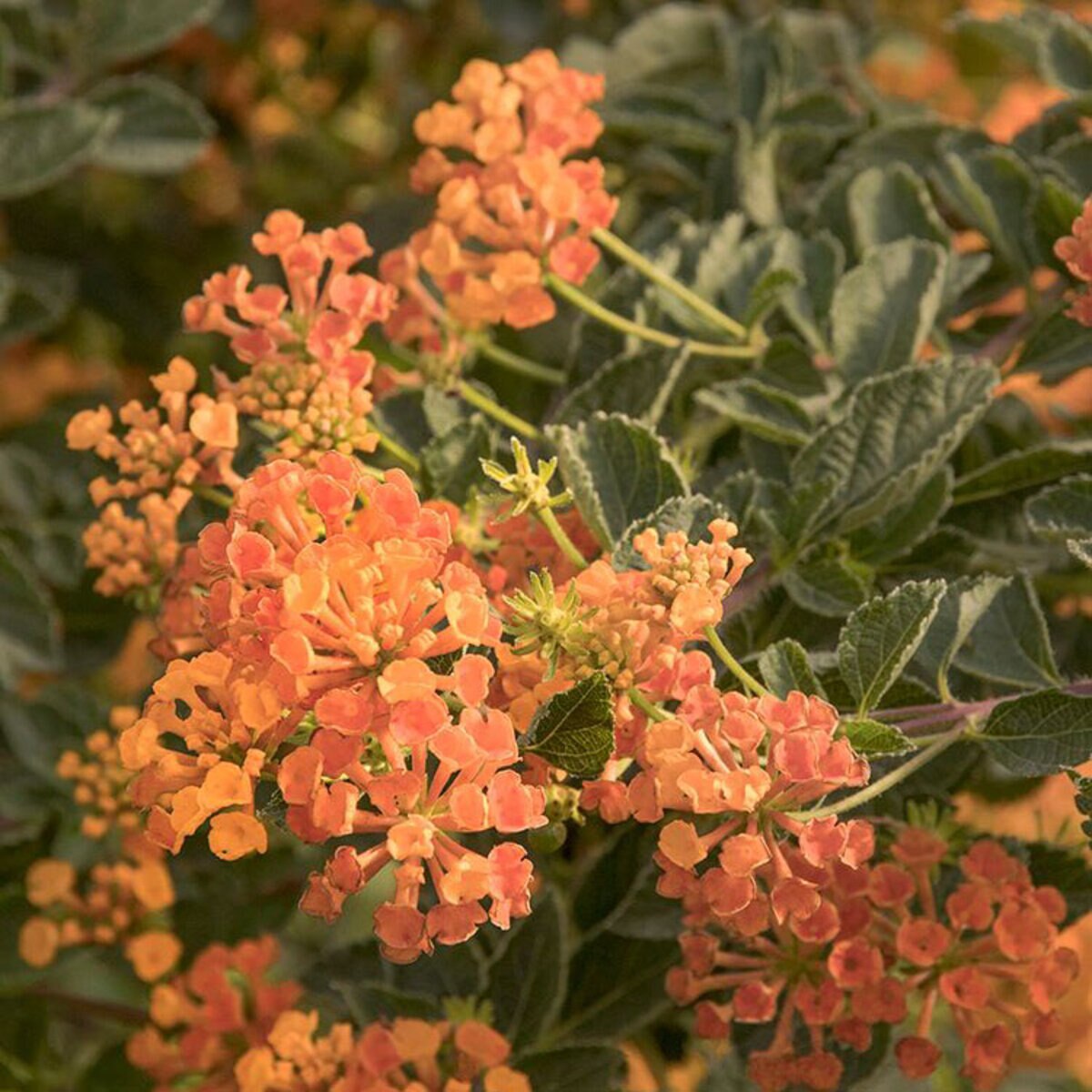 Lantana X Hybrida Tangerine Spreading Lantana | SiteOne