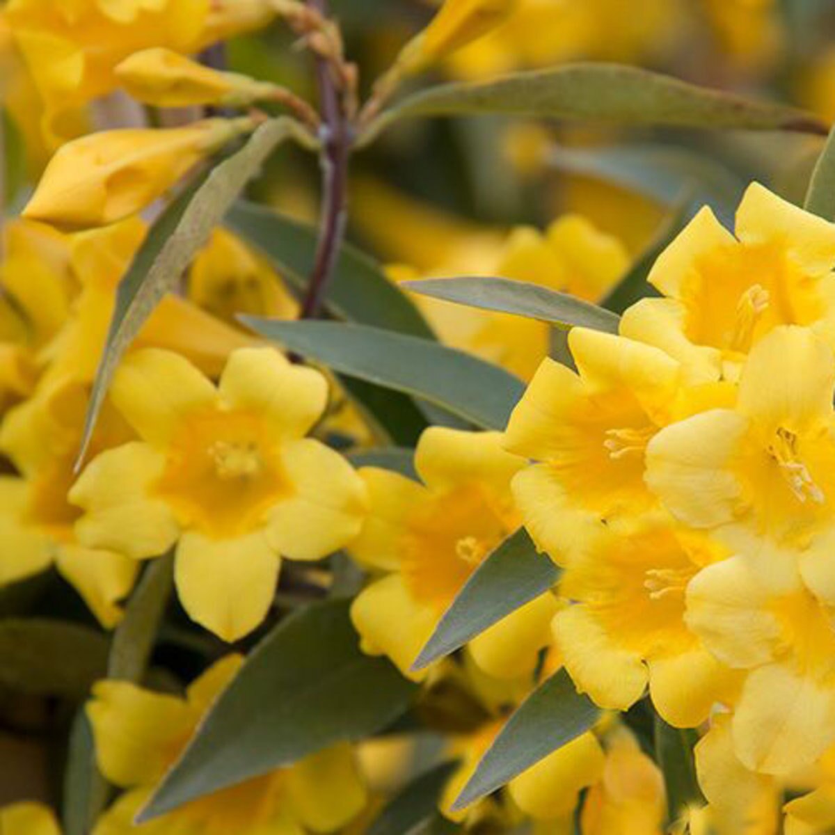 Gelsemium Sempervirens & Rankinii Double Shot Jessamine | SiteOne