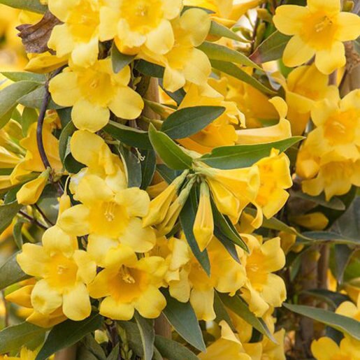 Gelsemium Sempervirens & Rankinii Double Shot Jessamine | SiteOne