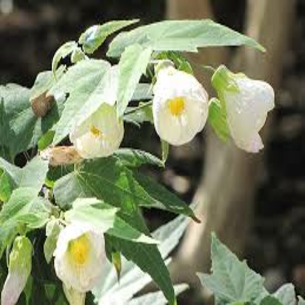 Abutilon X Hybridum Albus White Flowering Maple | SiteOne