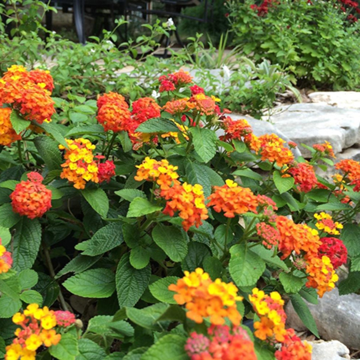 Lantana Urticoides (Horrida) Texas Lantana | SiteOne