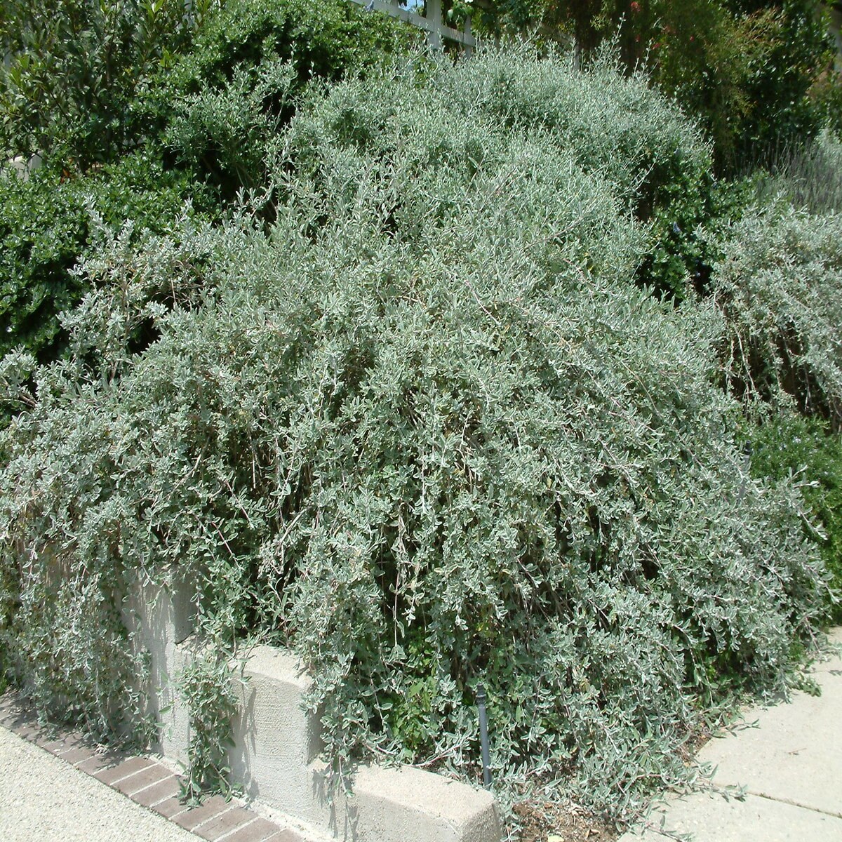 Cotoneaster Glaucophyllus Large Leaf Cotoneaster | SiteOne