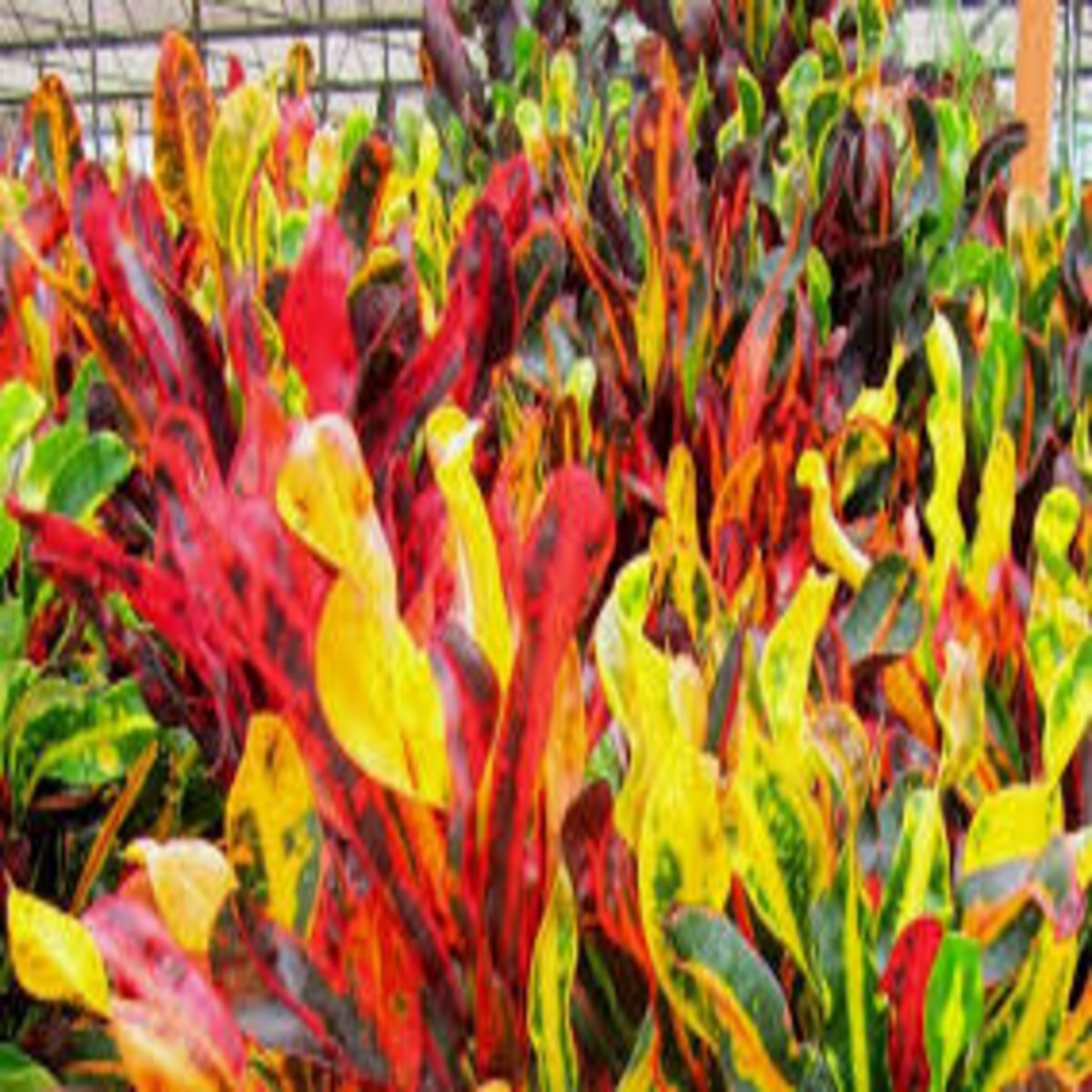 Codiaeum Variegatum Mammy Croton | SiteOne