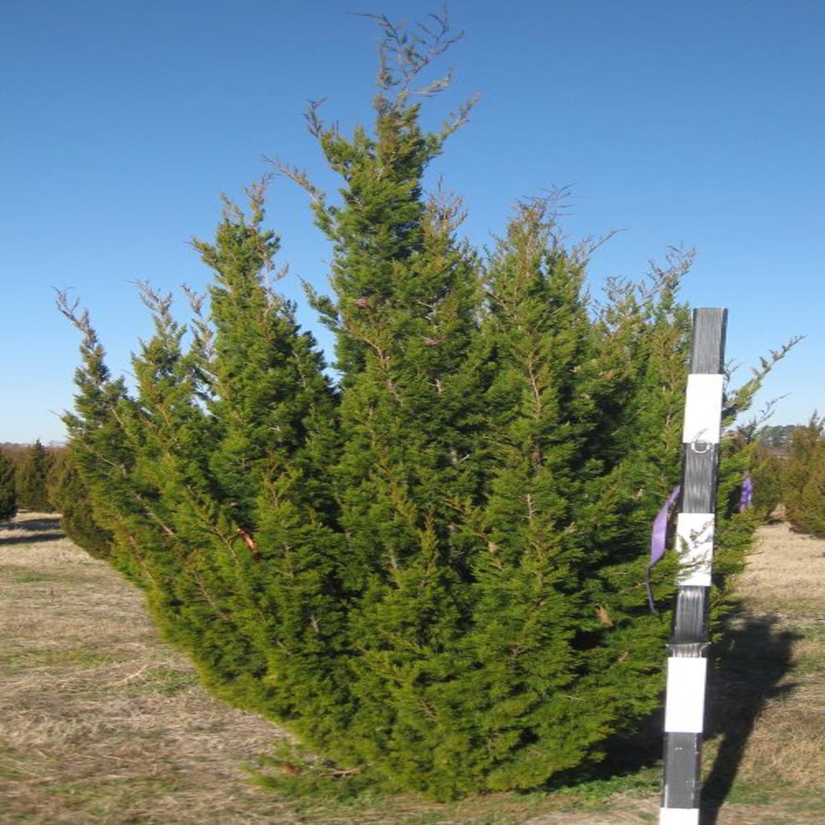 Juniperus Virginiana Brodie Eastern Red Cedar | SiteOne