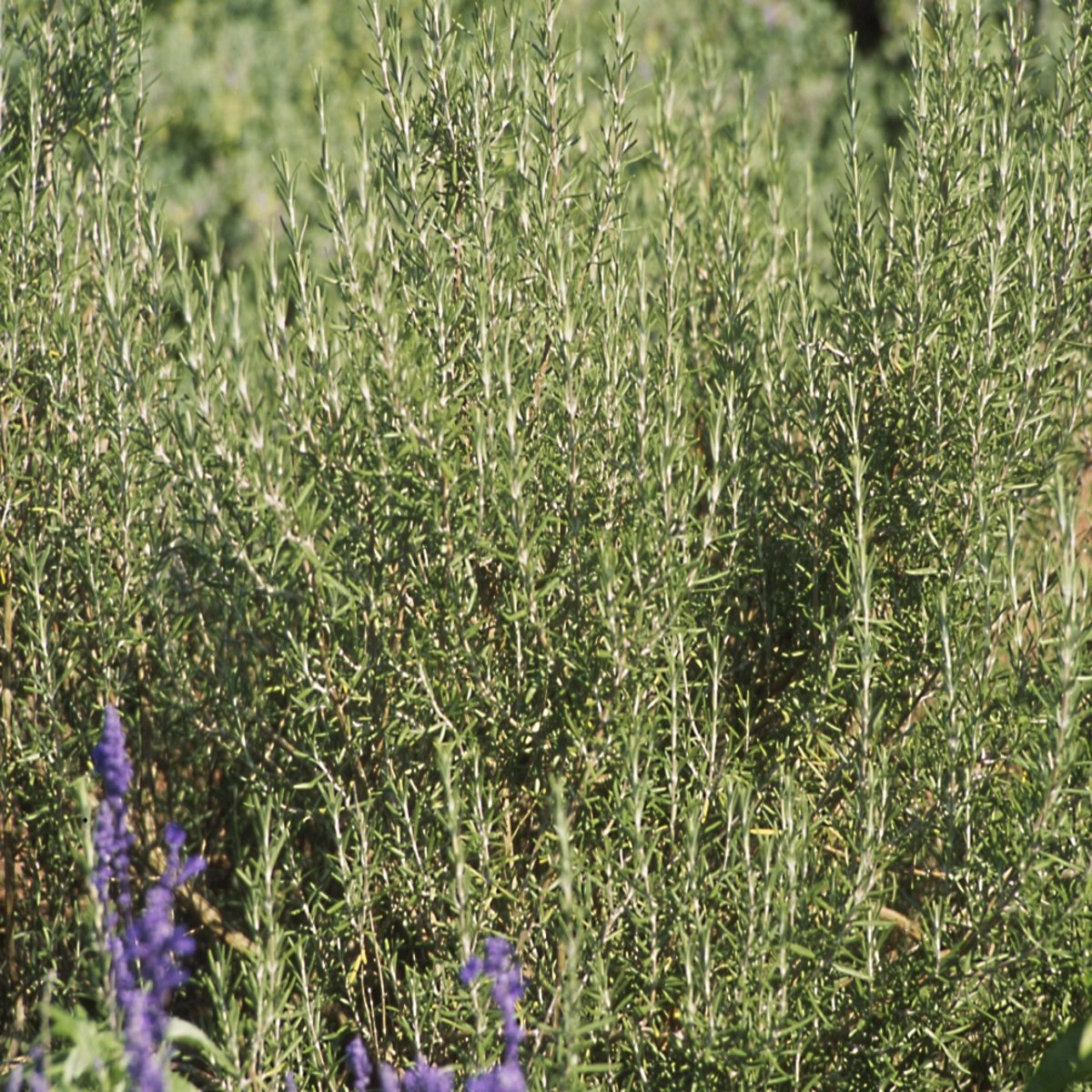 Rosmarinus Officinalis Arp Rosemary | SiteOne