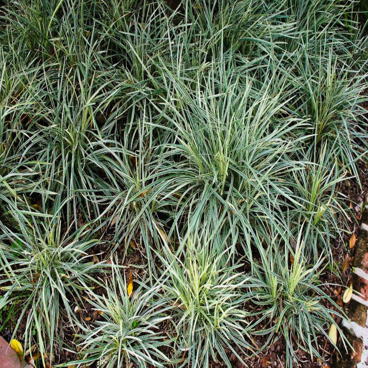 Liriope Muscari Aztec Grass Lilyturf | SiteOne
