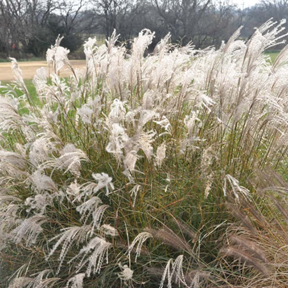 Miscanthus Sinensis Little Kitten Maiden Grass | SiteOne