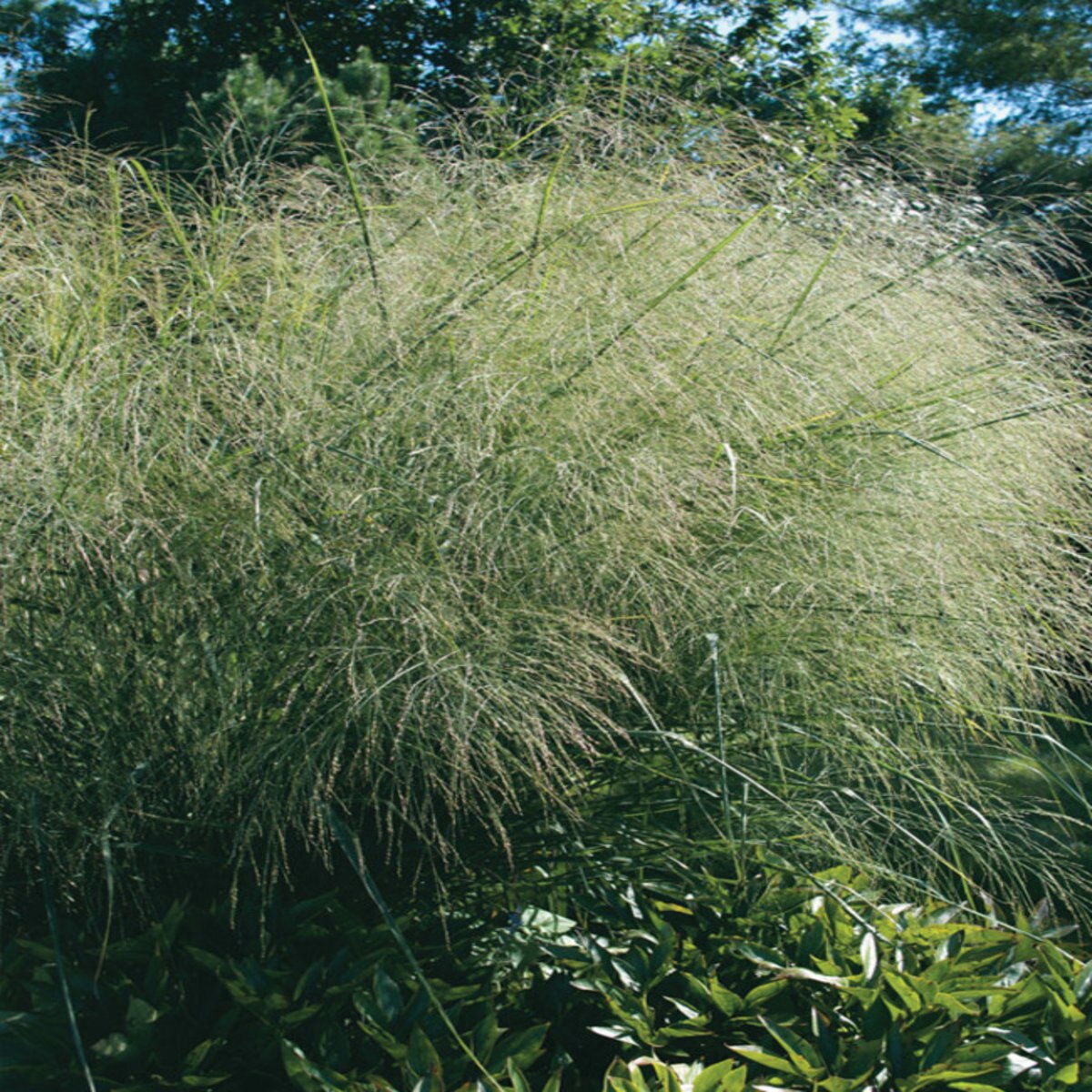 Panicum Virgatum Cloud Nine Switch Grass | SiteOne