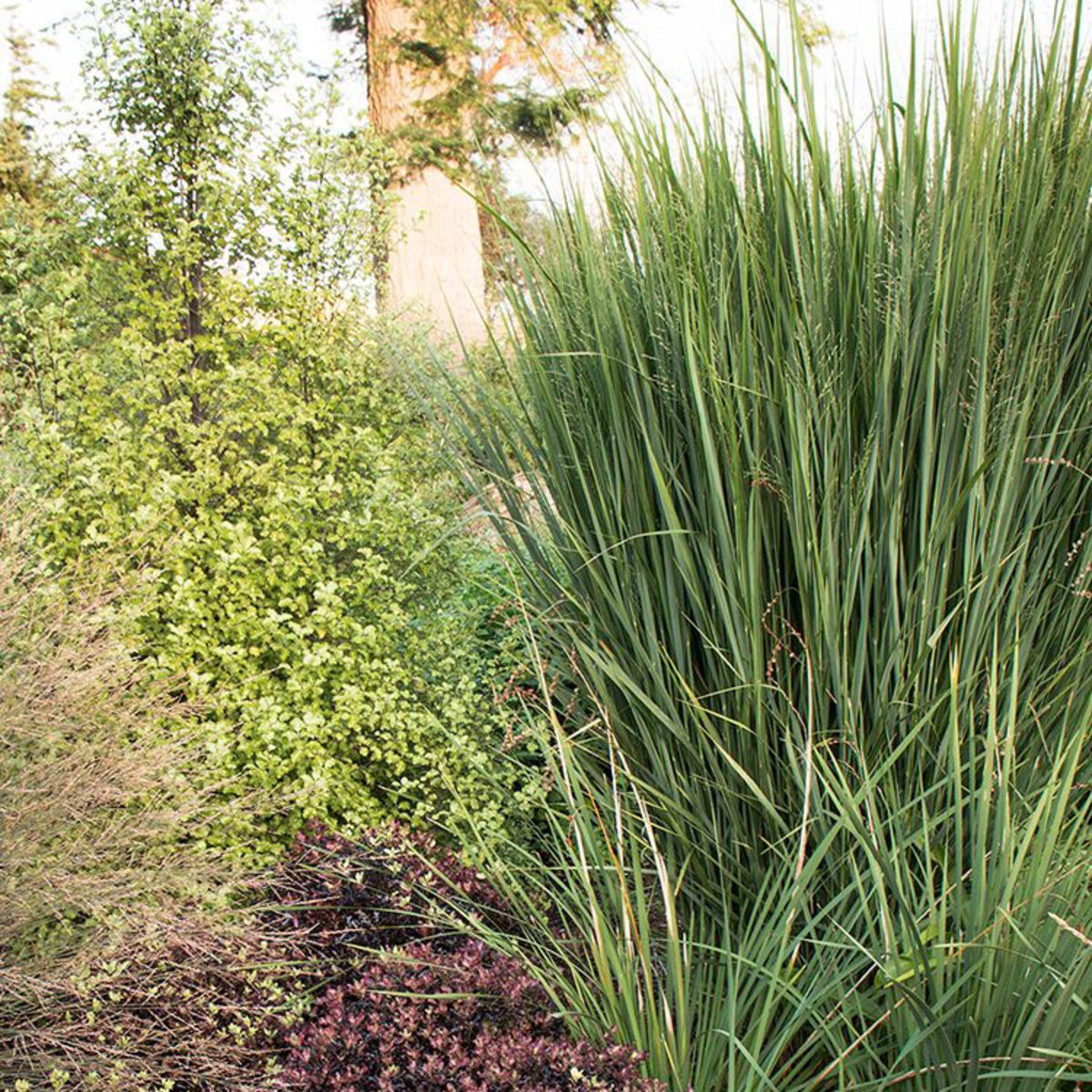 Panicum Virgatum 'Northwind' Switch Grass | SiteOne