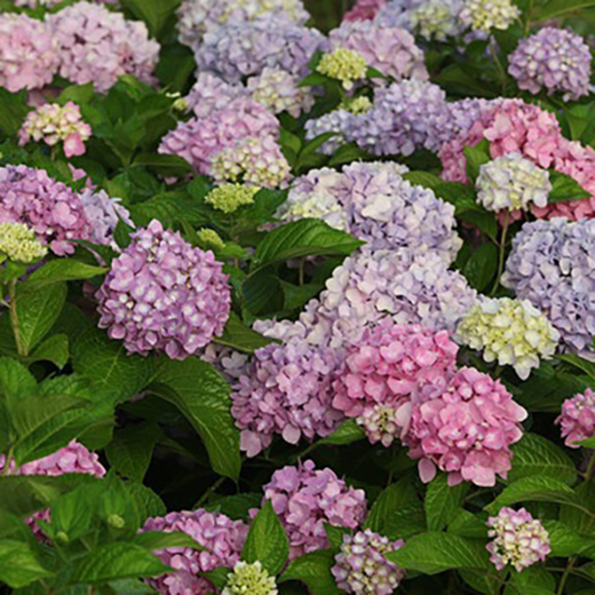 Hydrangea Macrophylla Penny Mac Big Leaf Hydrangea | SiteOne
