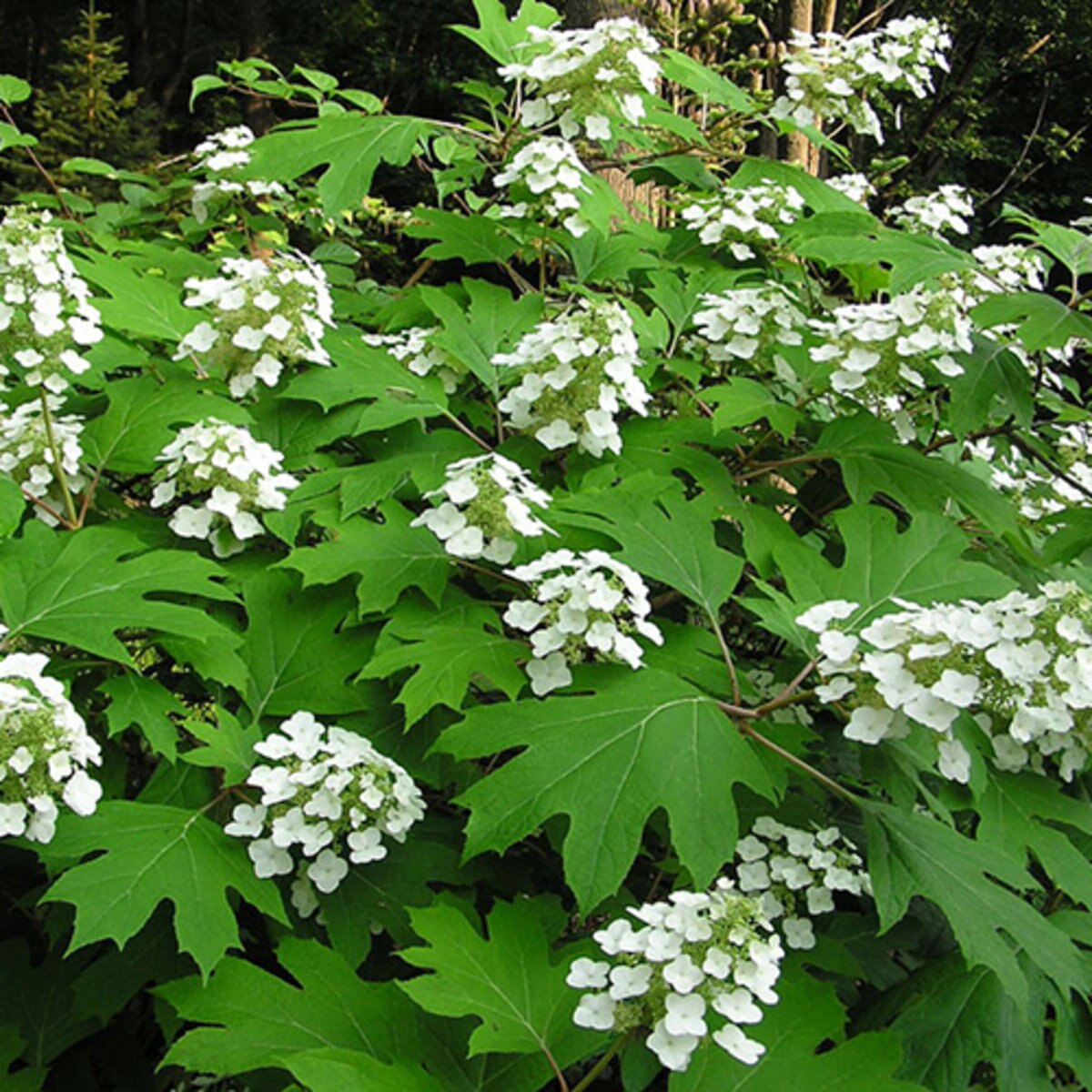 Hydrangea Quercifolia Pee Wee Oakleaf Hydrangea | SiteOne