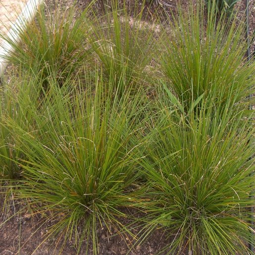Lomandra Longifolia Breeze Mat Rush | SiteOne