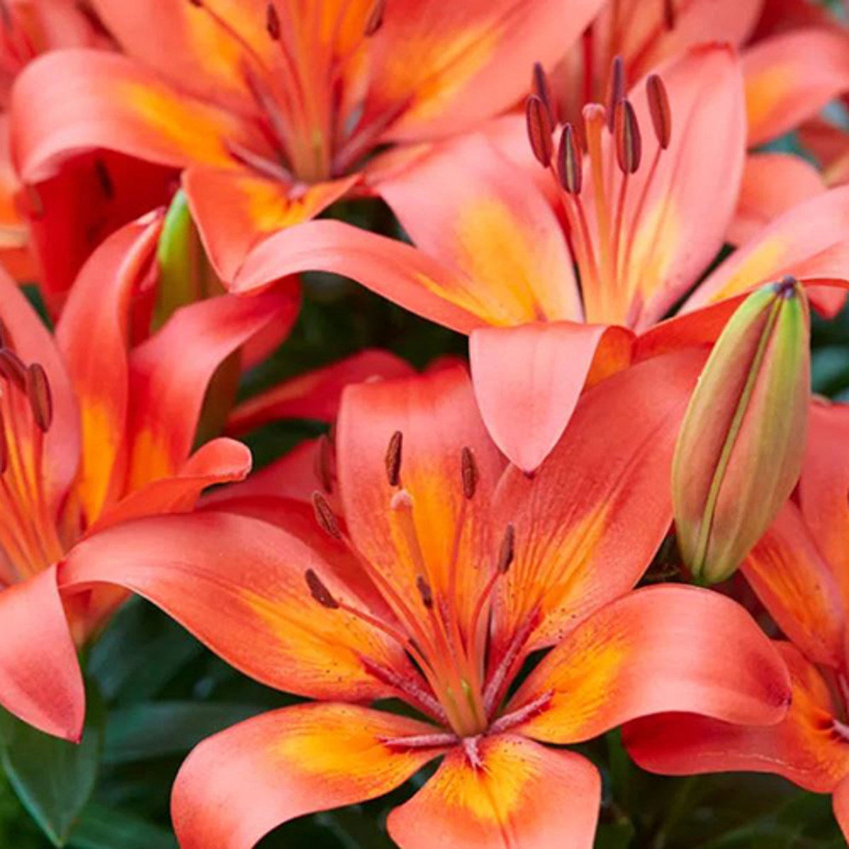 Lilium X Matrix Asiatic Lily | SiteOne