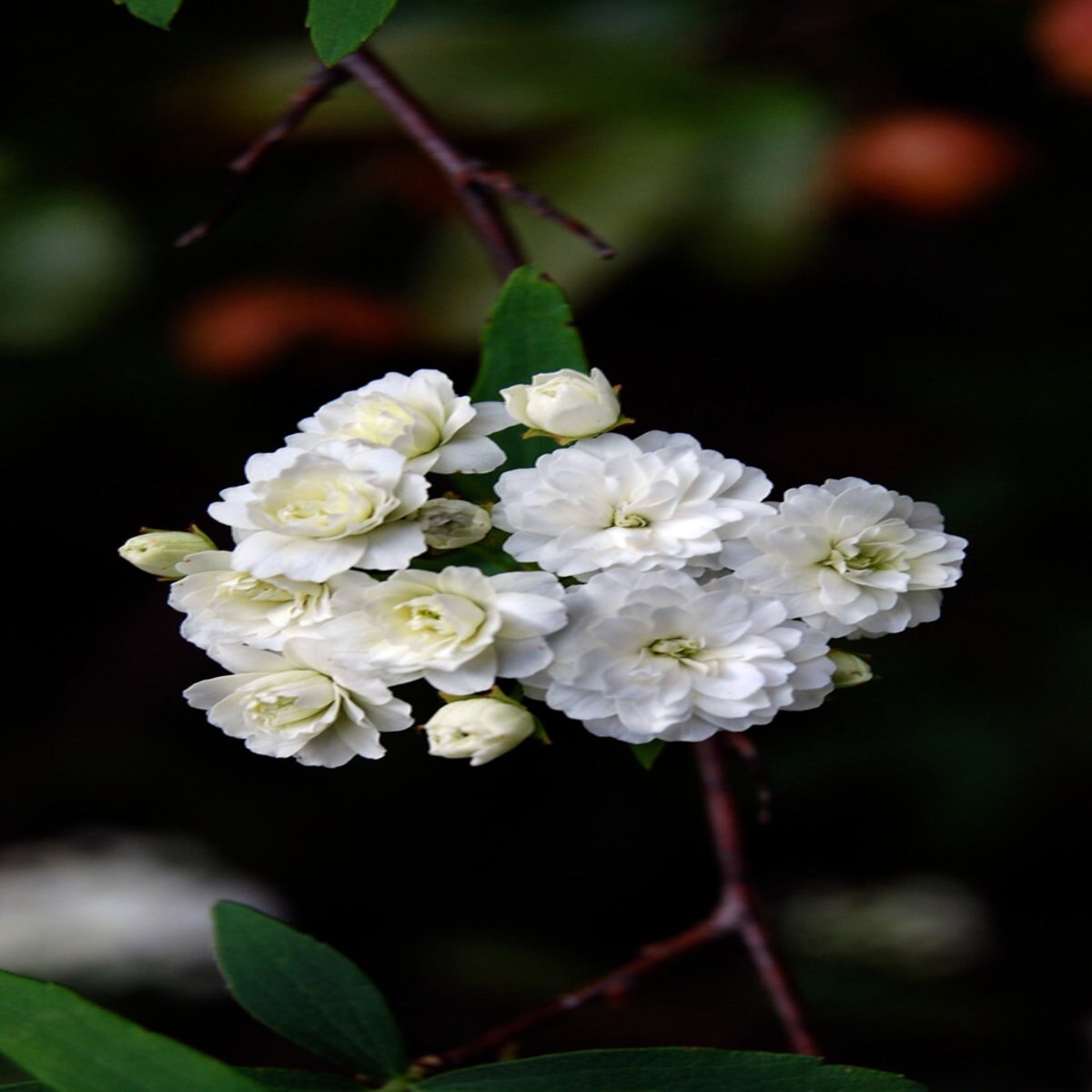Spiraea Cantoniensis Lanceata Double Reeves Spirea | SiteOne