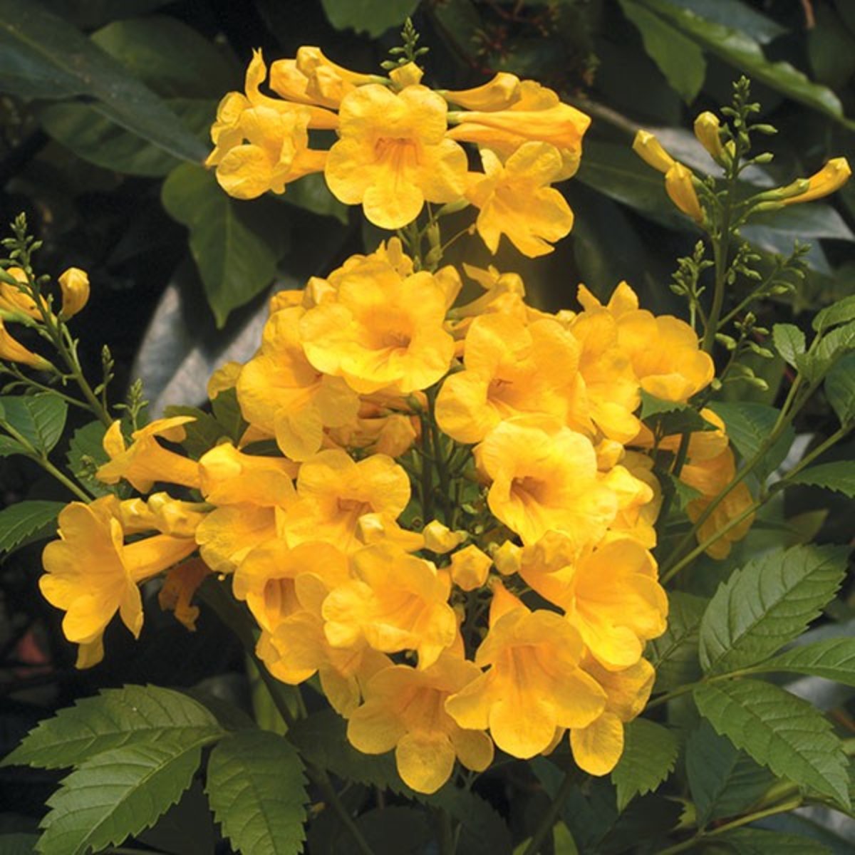 Tecoma Stans Lonesp Gold Star Esperanza | SiteOne