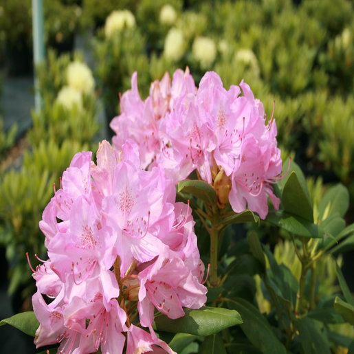Rhododendron X Roseum Pink Rhododendron | SiteOne