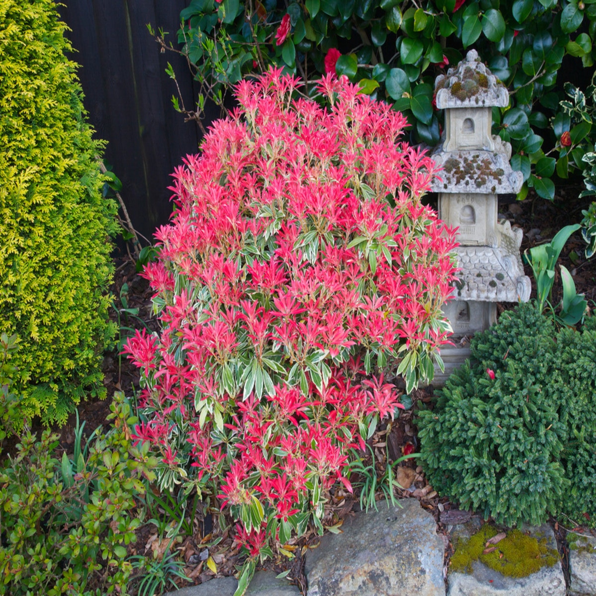 Pieris Japonica Flaming Silver Japanese Andromeda | SiteOne