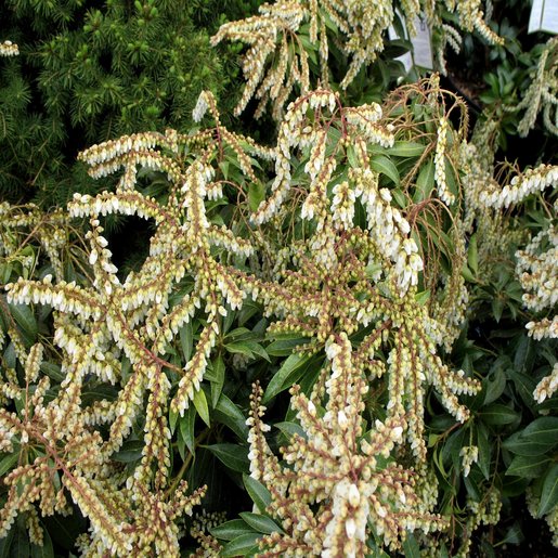 Pieris Japonica Scarlet OHara Japanese Andromeda | SiteOne