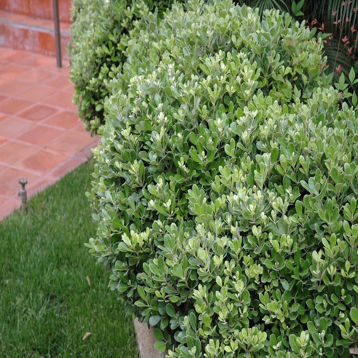 Pittosporum Crassifolium Compactum Dwarf Karo | SiteOne